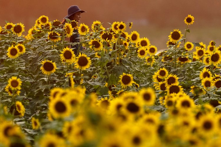 Grinter Farms sunflower field will be featured on ‘CBS News Sunday ...